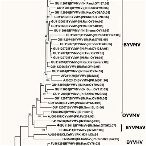 Phylogenetic Tree Based On Nucleotide Sequences Of The Dna A Component Download Scientific