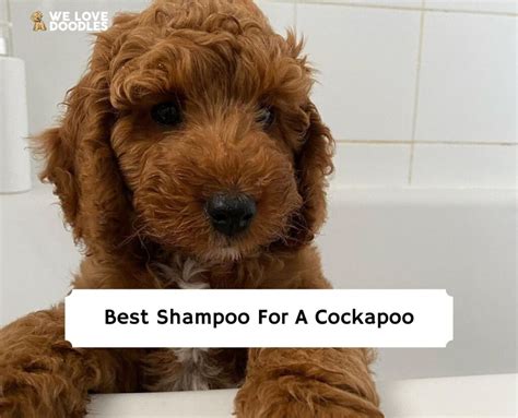 Best Shampoo For A Cockapoo Top 6 Picks 2024 We Love Doodles