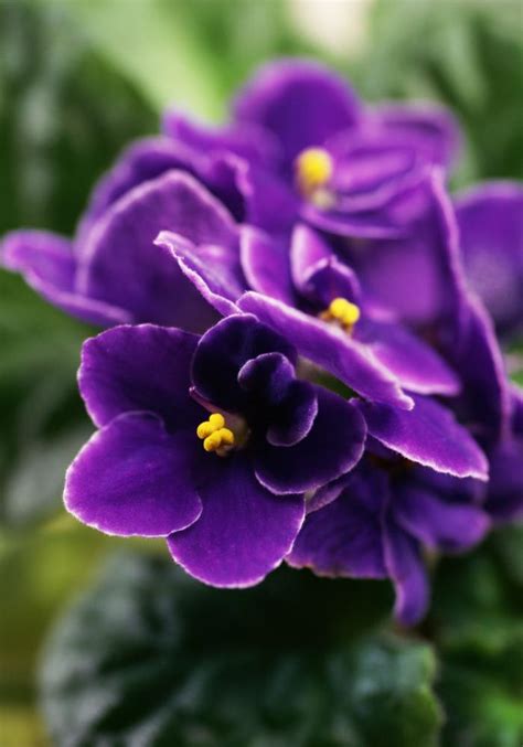 The Incredibles Violet Sq Tts Computer Ai Voice Soundboard