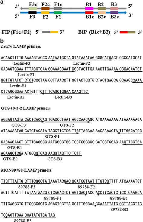 Primers Design For Lamp Assays A Schematic Dia Gram For Lamp Primer Download Scientific