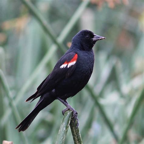 Tricolored Blackbird Csusb
