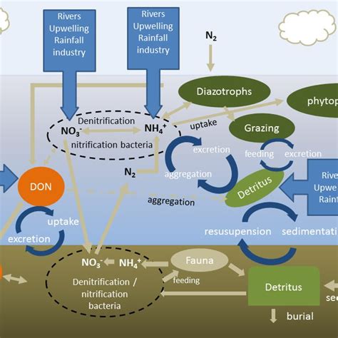 Sources Of Nitrogen Pools And Their Entry Into The Nitrogen Cycle Download Scientific Diagram