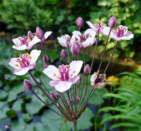 Flowering Rush Butomus Umbellatus Wisconsin