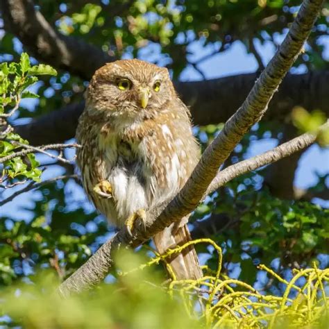 Datos De Chuncho Dieta Hábitat E Imágenes En Animaliabio