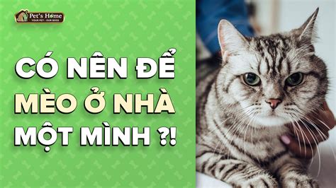 Những điều Bạn Cần Lưu ý Có Nên để Mèo ở Nhà Một Mình Pets Home