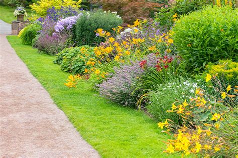 Yellow Partial Shade Perennial Plants For Sale