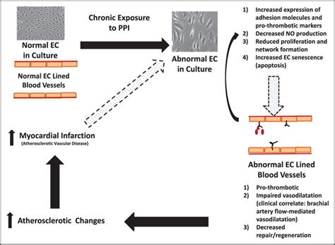 Can Endothelial Injury Provide The Passage To Explain The Vascular