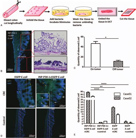 Verification Of Adherence Capacity Of Ice Nucleation Protein Download Scientific Diagram