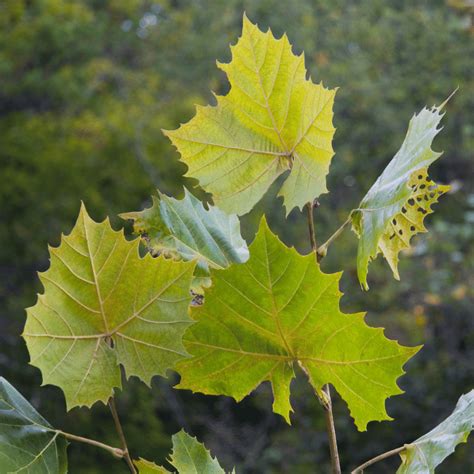 Sycamore Tree Strobert Tree Services