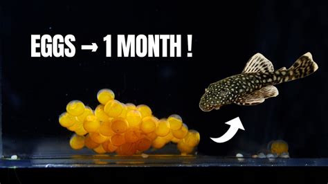 Bristlenose Pleco Eggs Hatching Time