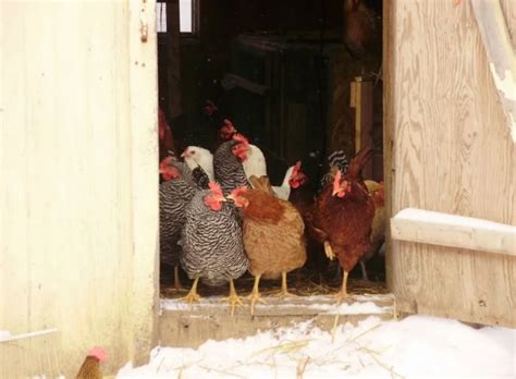 Купить куры-несушки - Куры молодки по низким ценам от птицефабрики 🐔 ...