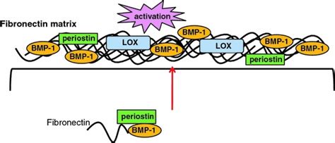 Periostin Function In Collagen Cross Link Formation Periostin Recruits