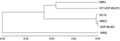 Dendrogram Showing The Genetic Relationship Between Six Cowpea Genotypes Download Scientific