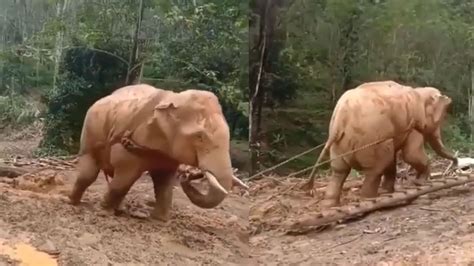 Viral Video Eksploitasi Gajah Tarik Kayu Dengan Bersusah Payah