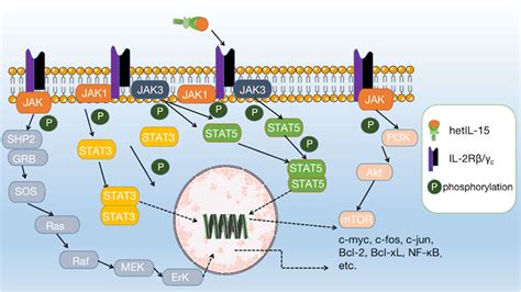 Frontiers Research Progress Of Interleukin 15 In Cancer Immunotherapy