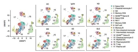 Single Cell Rna Sequencing Analysis Reveals Immune Cell Heterogeneity In Five Autoimmune