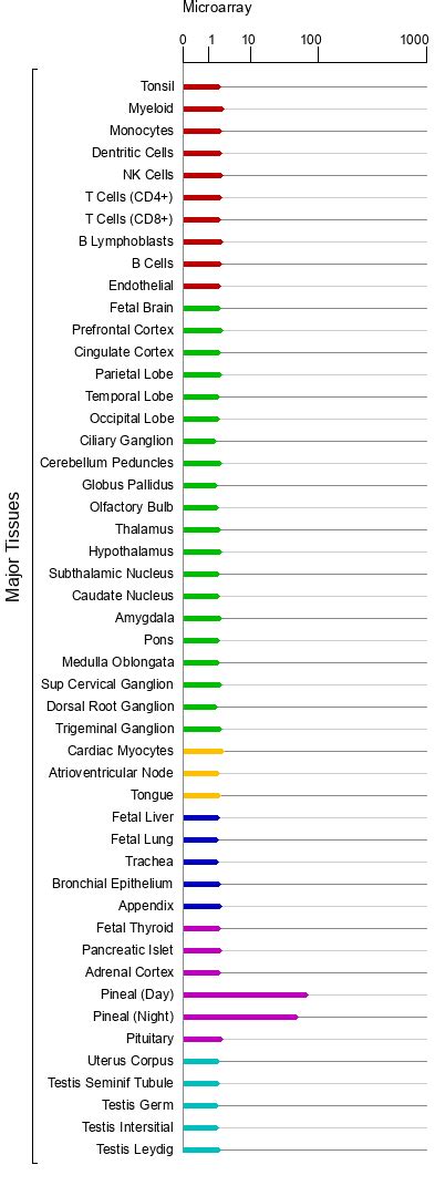 Prph2 Gene Genecards Prph2 Protein Prph2 Antibody