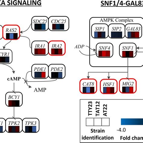 Differential Expression Of Genes Encoding For The Elements Of The