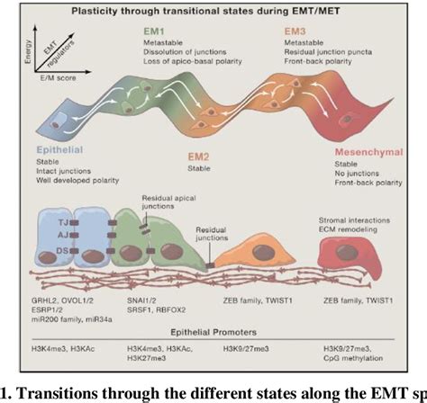 Figure 1 From Plasticity Of Mammary Epithelial Cells In Response To