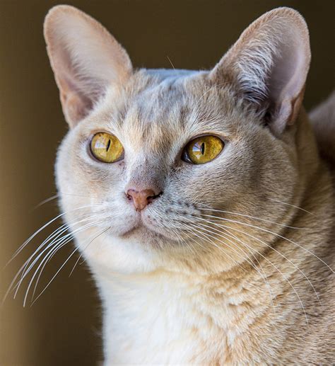 Sable Brown Burmese Cat