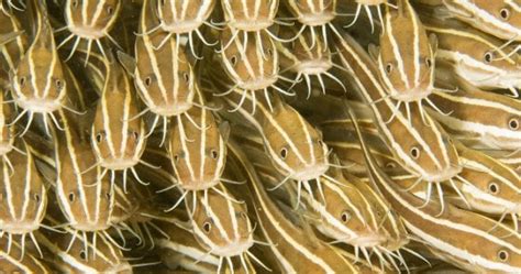 Cloud Email Filtering Bypass Attack Works 80 Of The Time Rcybersecurity