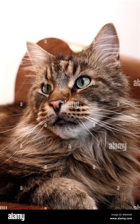 Domestic Cat House Cat Maine Coon Felis Silvestris F Catus Lying