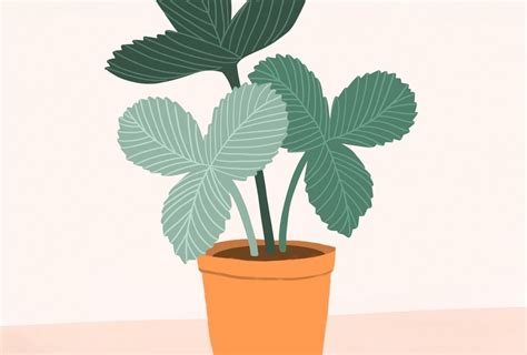 Plant Illustrations In Procreate Skillshare Student Project