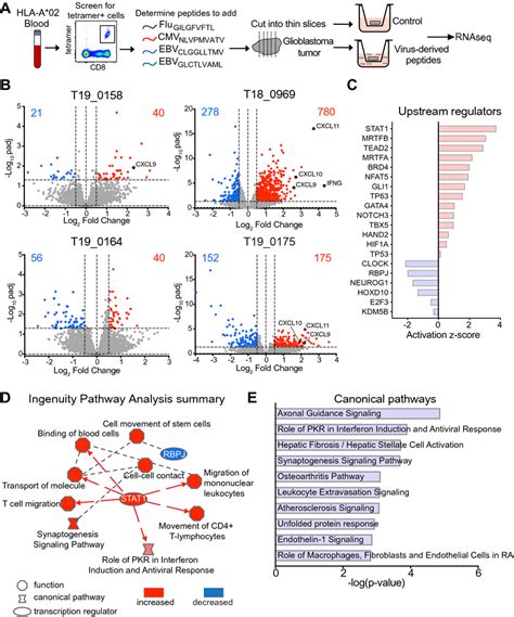 Virus Specific Memory T Cells Perform Sensing And Alarm Functions In