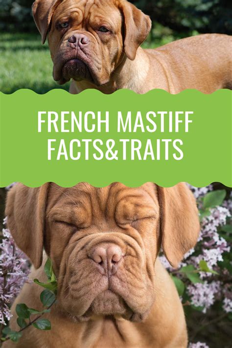 French Mastiff Puppies Artofit