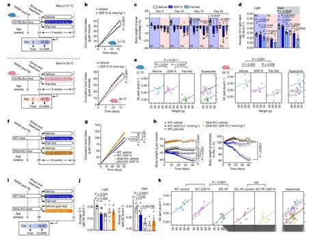 Gdf15通过增强肌肉的能量消耗来促进减肥 知乎