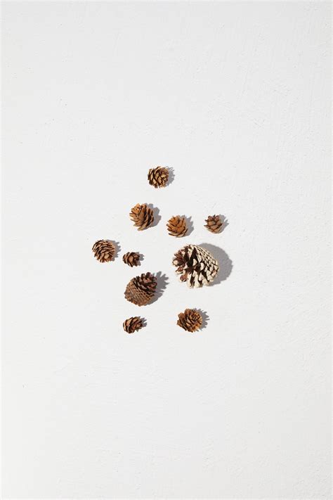 Mini Pine Cones Zerogram Studio