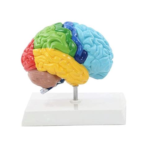 The Brain Model Of The Human Right Brain Function Model Of Human Brain