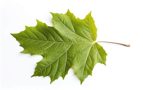 Premium Photo Sycamore Leaf On White Background
