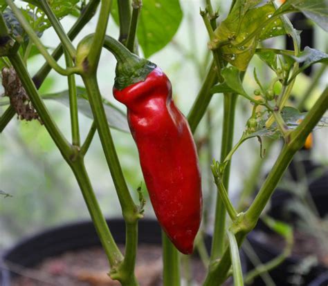 Перец чили: Алеппо (Aleppo pepper)