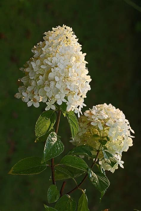Panicle Hydrangeas 3 No Fail Choices For Reliable Blooms Hydrangea
