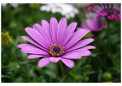 Mutation Education Lab Computational Thinking Process