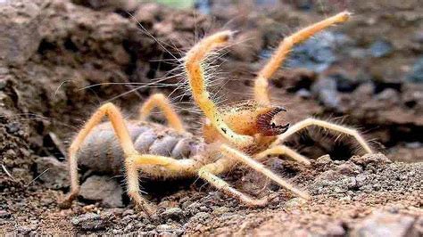 Camel Spider Speed