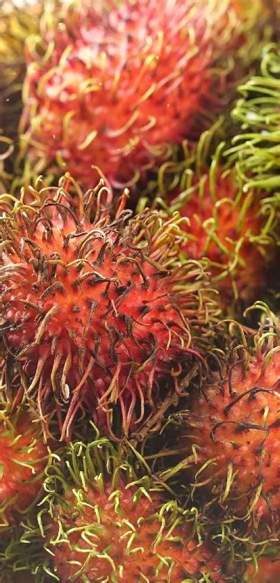 Vibrant Rambutan Fruit Wallpaper Free Download