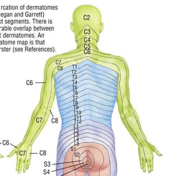 Dermatomesmyotomes Cervical And Upper Thoracic Flashcards Quizlet