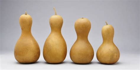 Bottle Gourds Welburn Gourd Farm