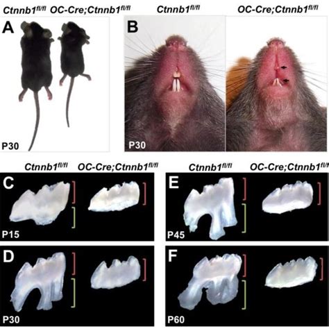 Oc Crectnnb1flfl Mice Show Growth Retardation And Abnormalities Of