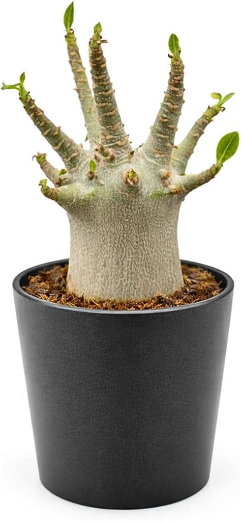 Rare Adenium Arabicum Godji Live Plant Desert Rose
