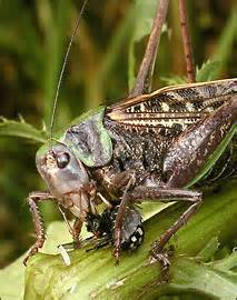 Фиалка Кузнечик Фото – Telegraph