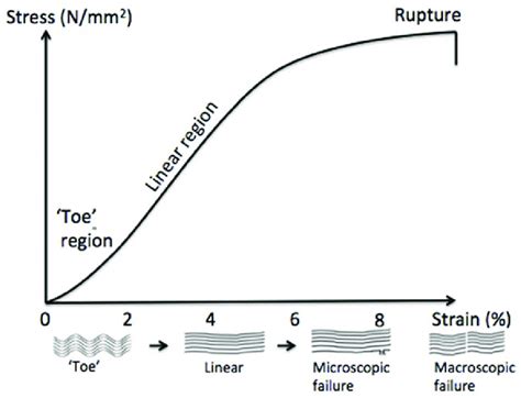 typical tendon response to stretching at fixed strain rate