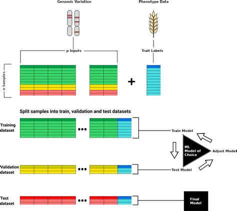 Frontiers Plant Genotype To Phenotype Prediction Using Machine Learning