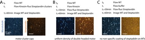 Figure S5 Motor Caps Form When Kinesin Motors Are Clustered By Download Scientific Diagram