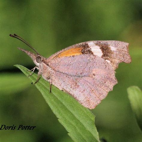 Butterflies And Moths Of Arizona Butterflies And Moths Of North America