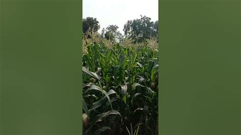 Maize 🌽 Plant Pollination Desiviilagelifetstyle Naturelove Youtube