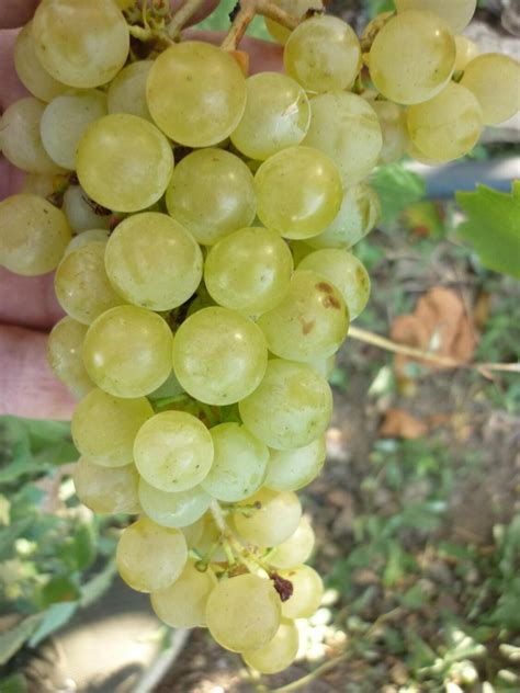 Купить саженцы Винограда в Крыму Наш Сад