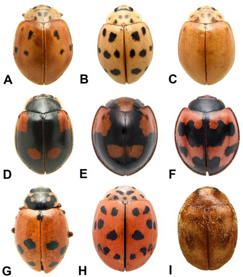 Coccinellid Species Collected From The Yazd Province During